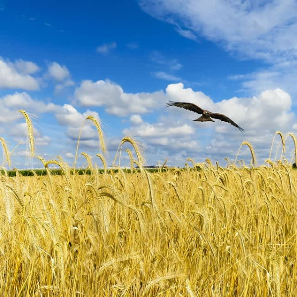 L’établissement - Lycée Sévigné - Cesson-Sévigné